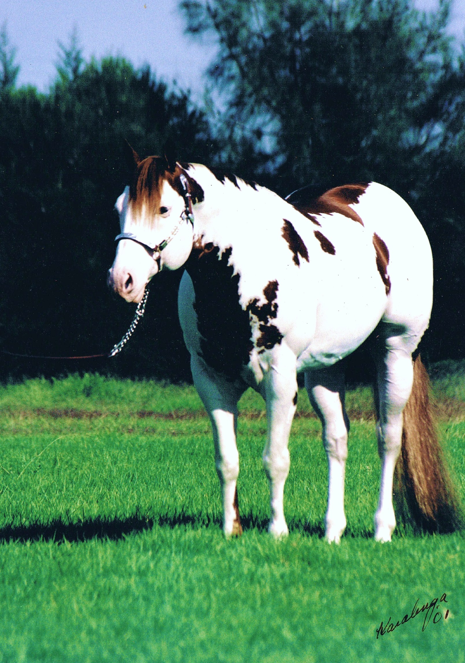 Paint Horse Stallions At Stud